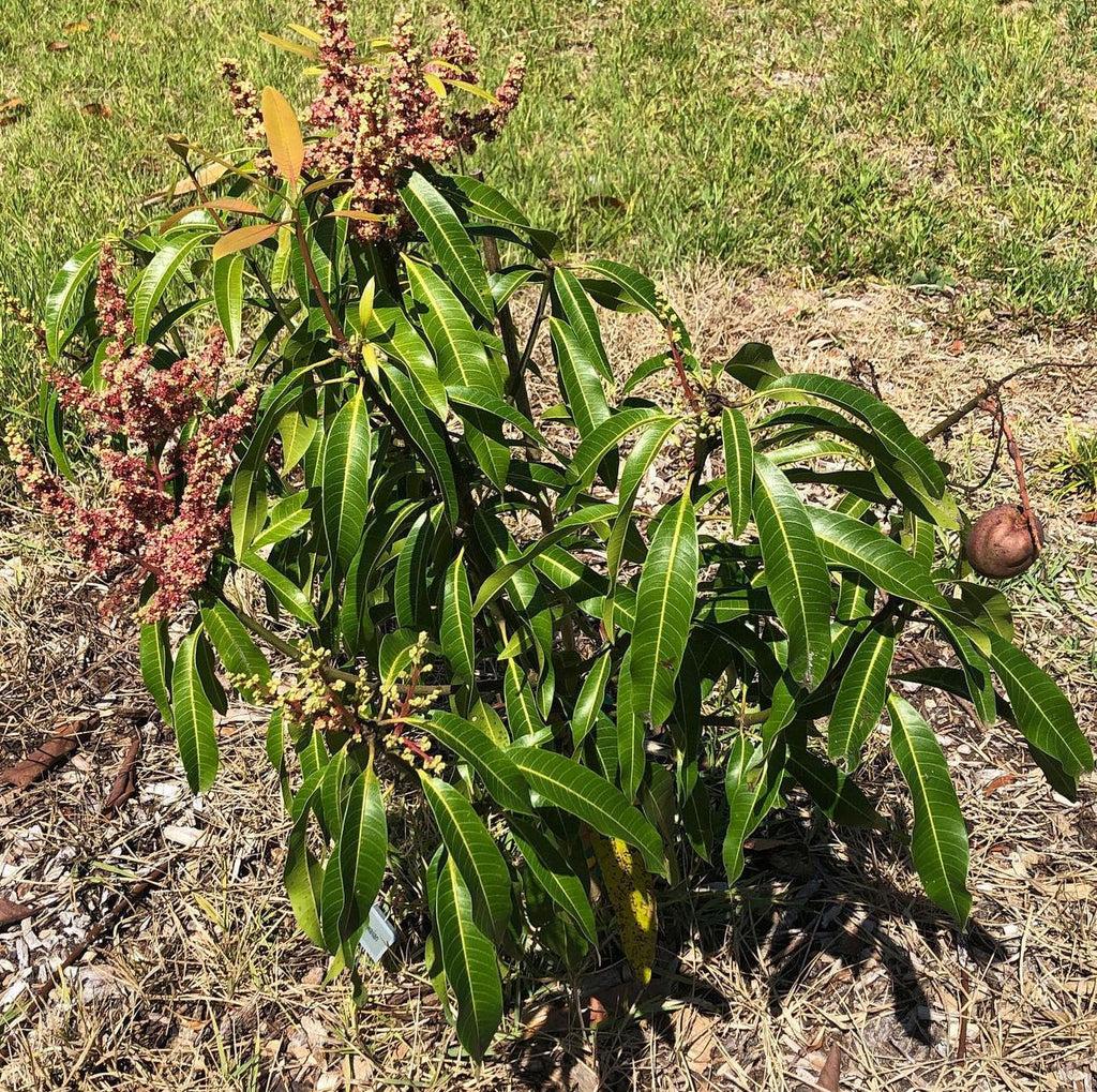 Dwarf Haden Mango Fruit Tree – Shortcake Farms