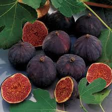Patio Sized Hardy Fig Tree – Shortcake Farms