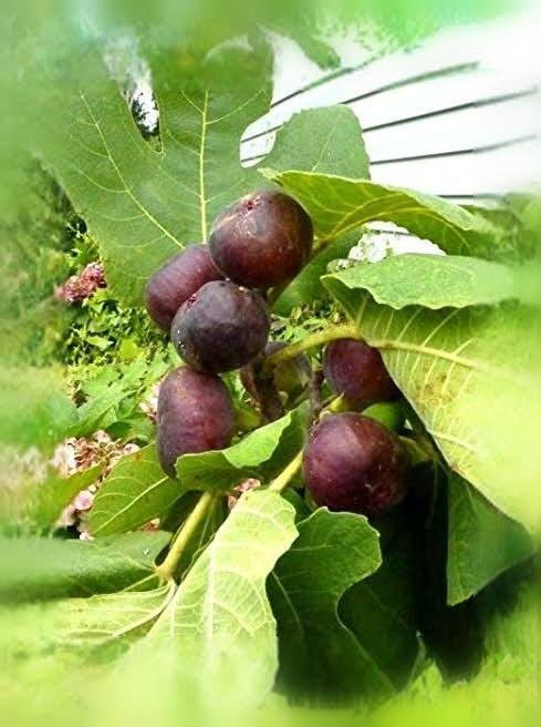 Patio Sized Hardy Fig Tree – Shortcake Farms