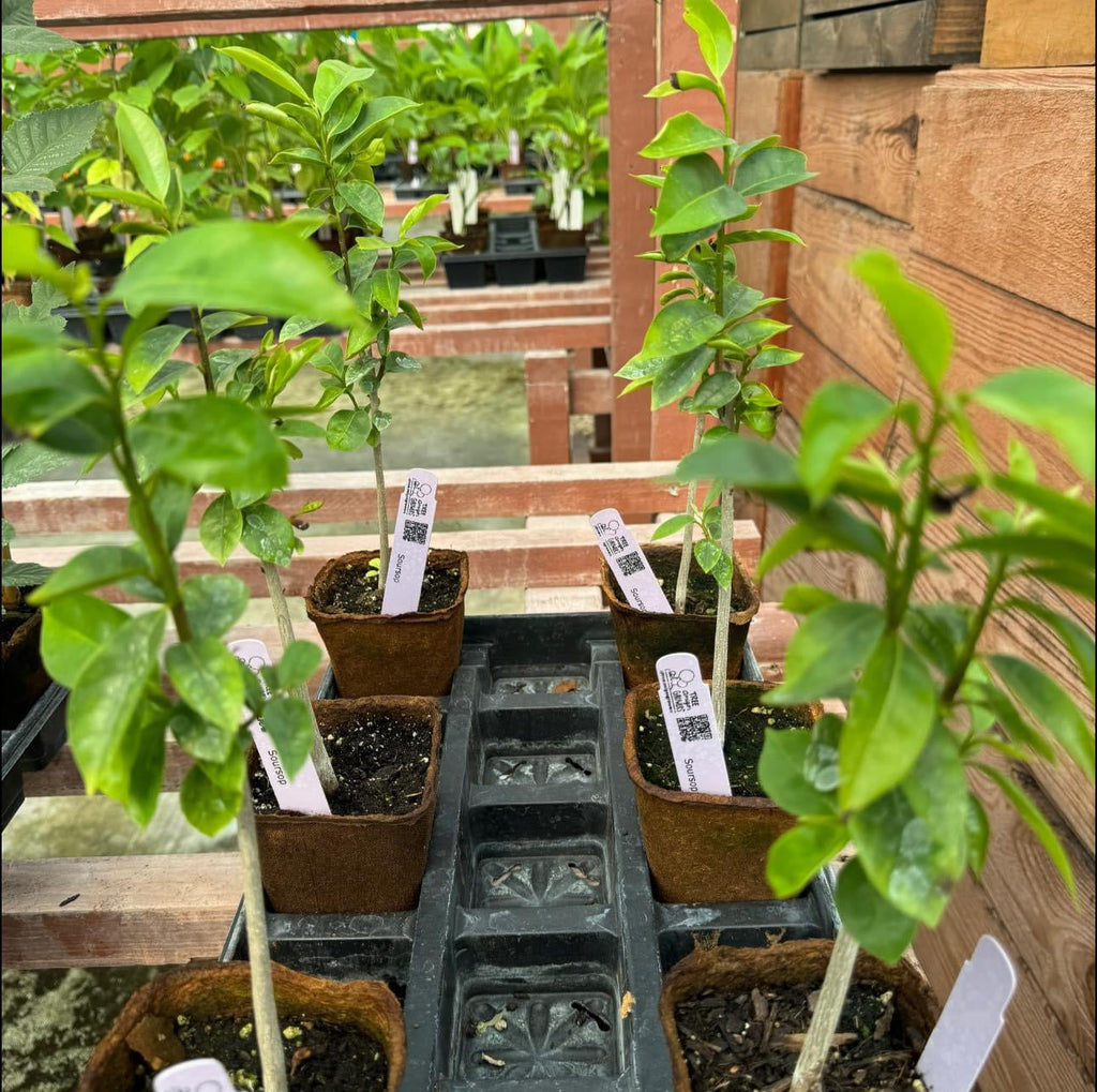 Soursop Tree – Shortcake Farms