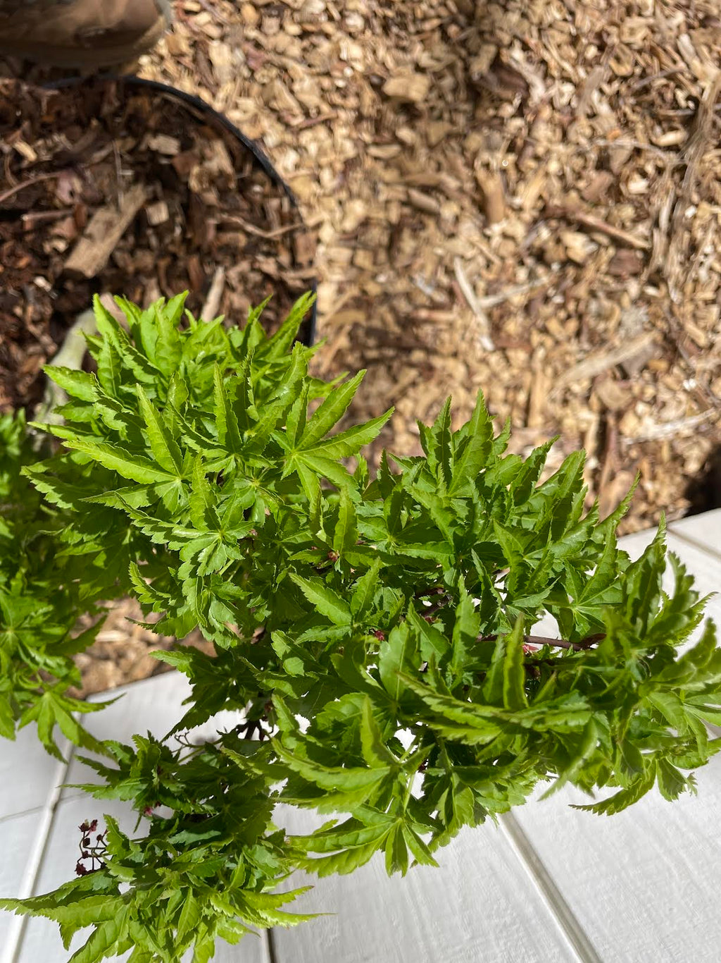 Acer palmatum 'Shishigashira' Grafted – Shortcake Farms "The Seed Vault"