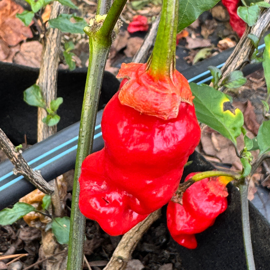 Adrenalina Red - Seeds – Shortcake Farms "The Seed Vault"