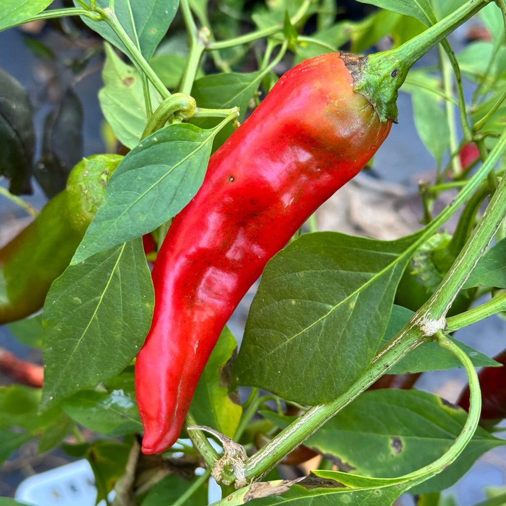 Hatch Red Hot - Sandia Hot - Seeds – Shortcake Farms "The Seed Vault"