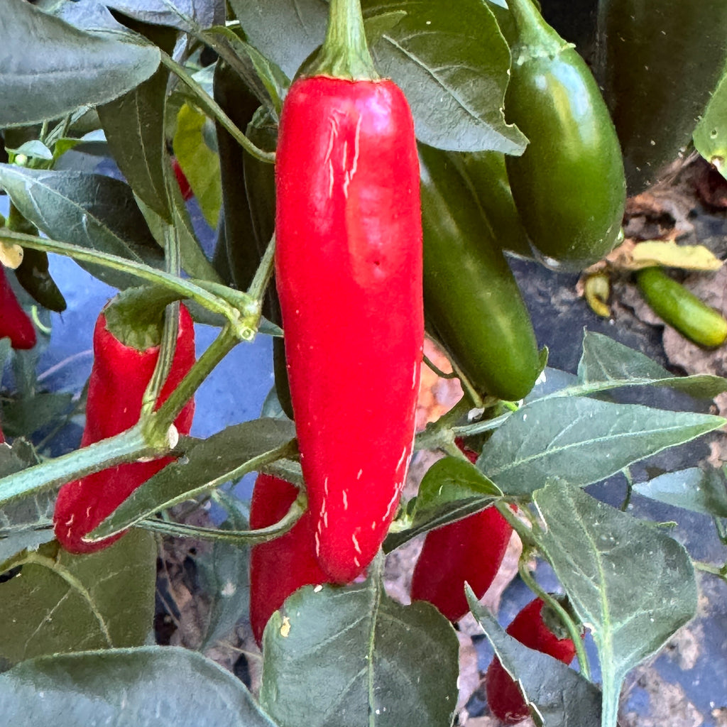 Devil Serrano - Seeds – Shortcake Farms "The Seed Vault"