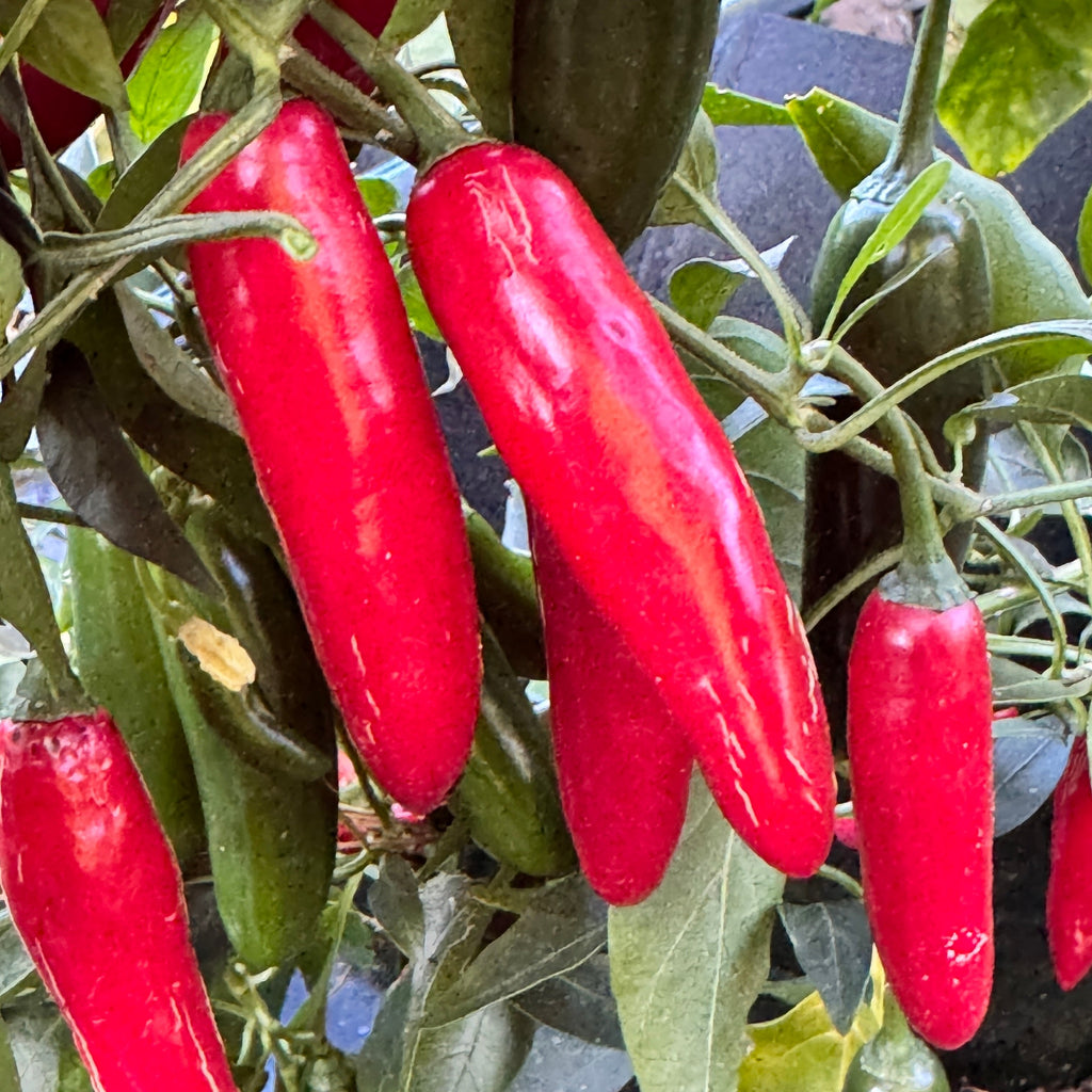 Devil Serrano - Seeds – Shortcake Farms "The Seed Vault"