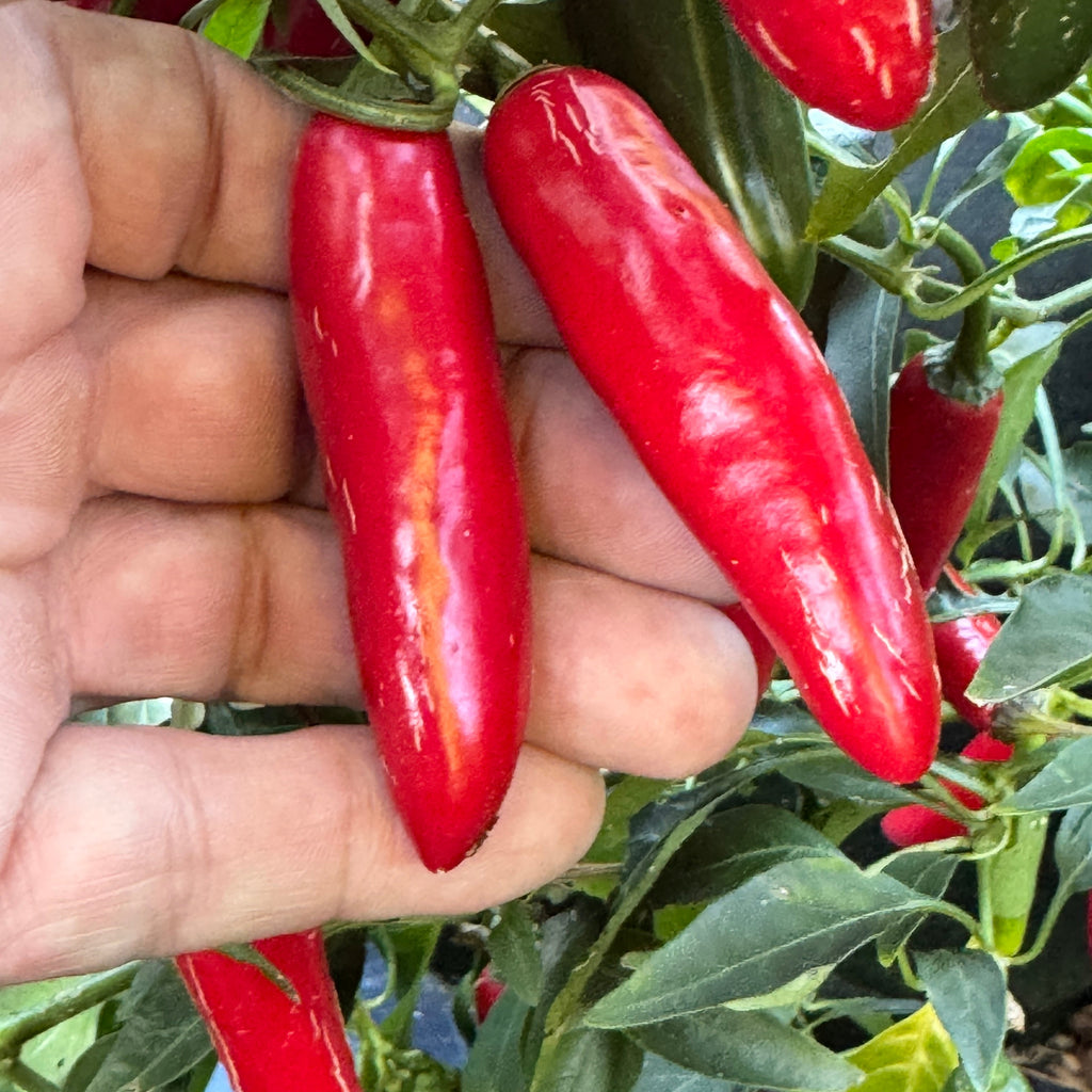 Devil Serrano - Seeds – Shortcake Farms "The Seed Vault"