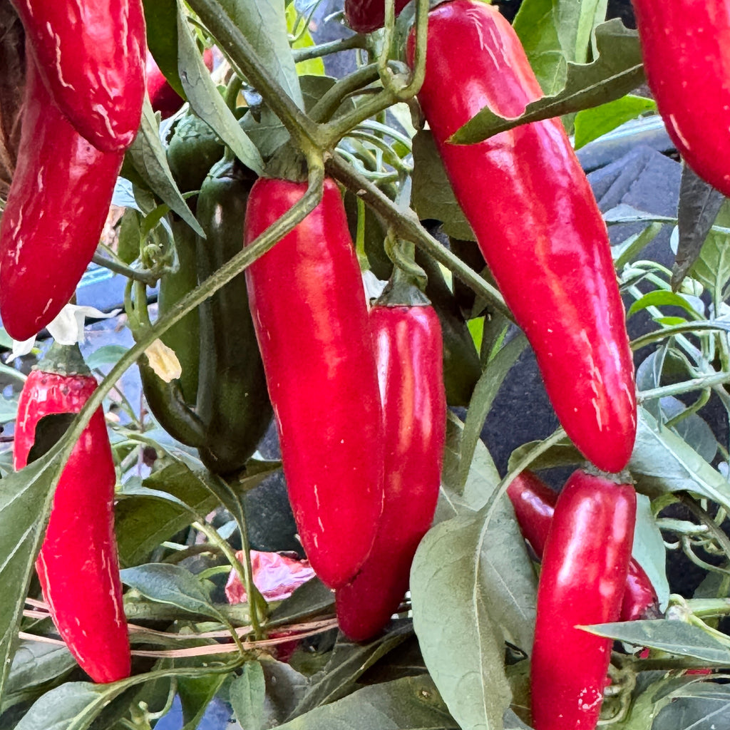 Devil Serrano - Seeds – Shortcake Farms "The Seed Vault"