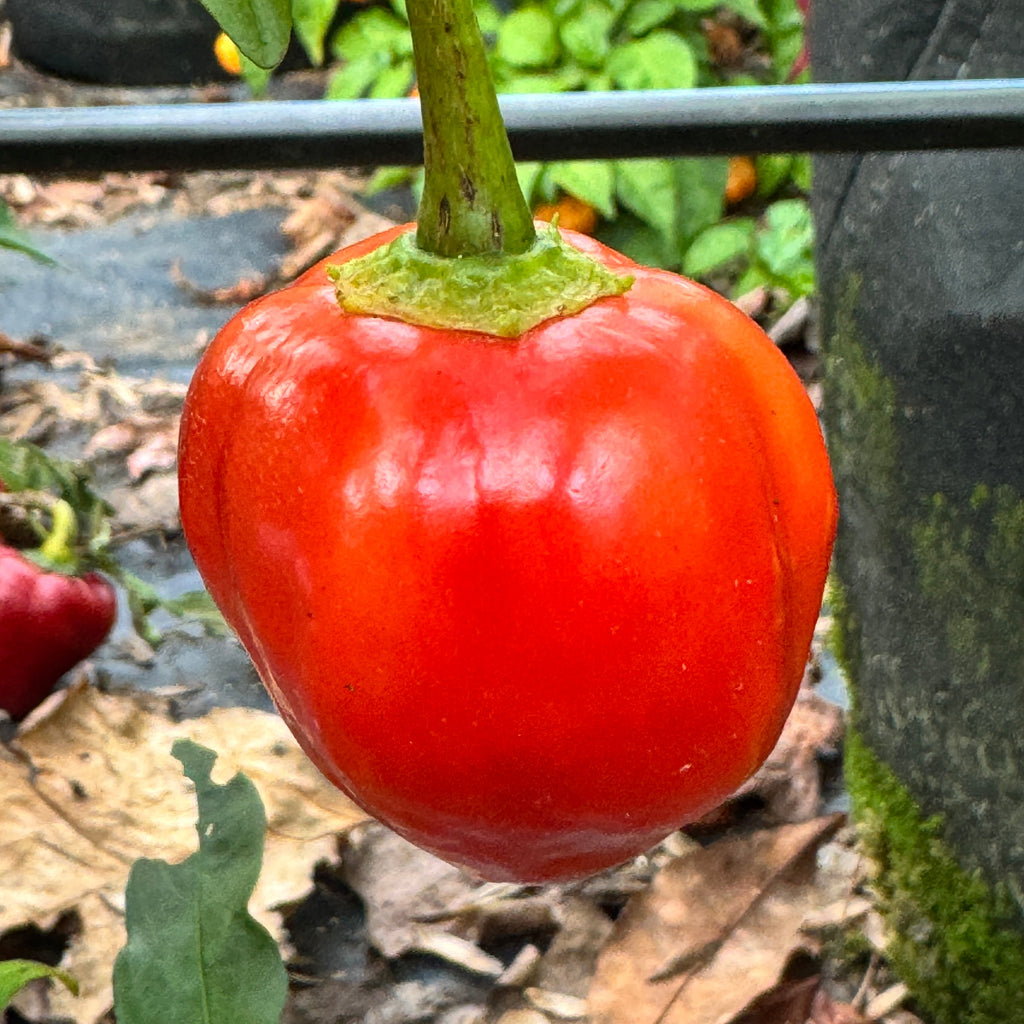 Apple Crisp - Seeds – Shortcake Farms "The Seed Vault"