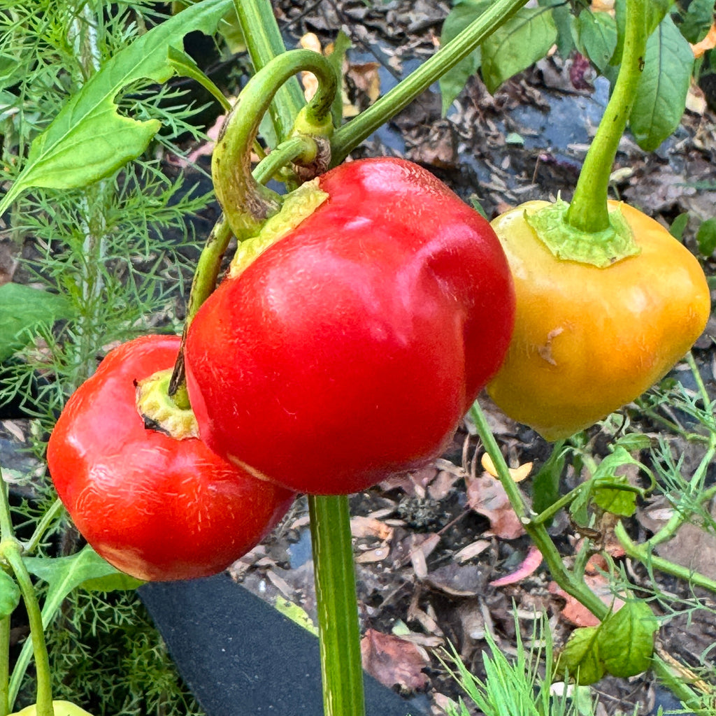 Apple Crisp - Seeds – Shortcake Farms "The Seed Vault"