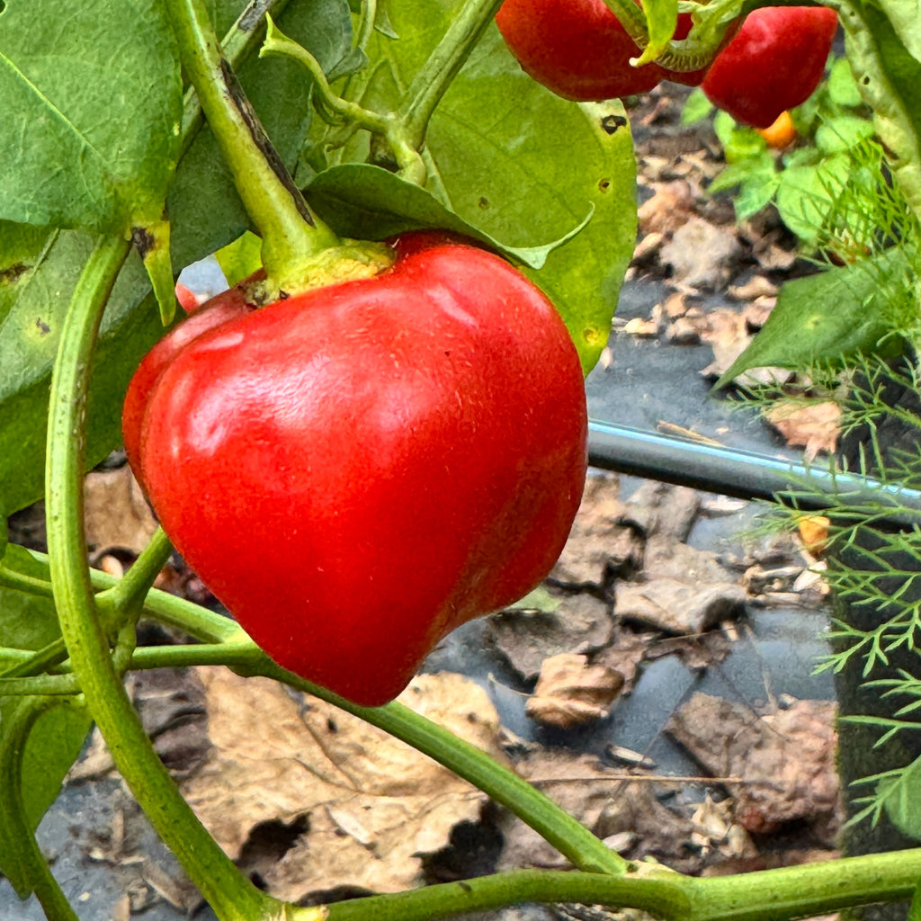 Apple Crisp - Seeds – Shortcake Farms "The Seed Vault"