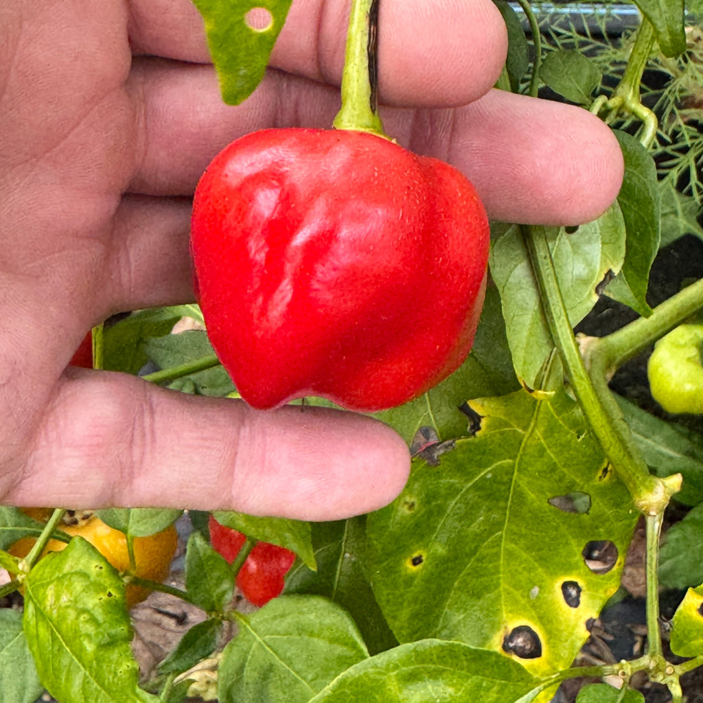 Apple Crisp - Seeds – Shortcake Farms "The Seed Vault"