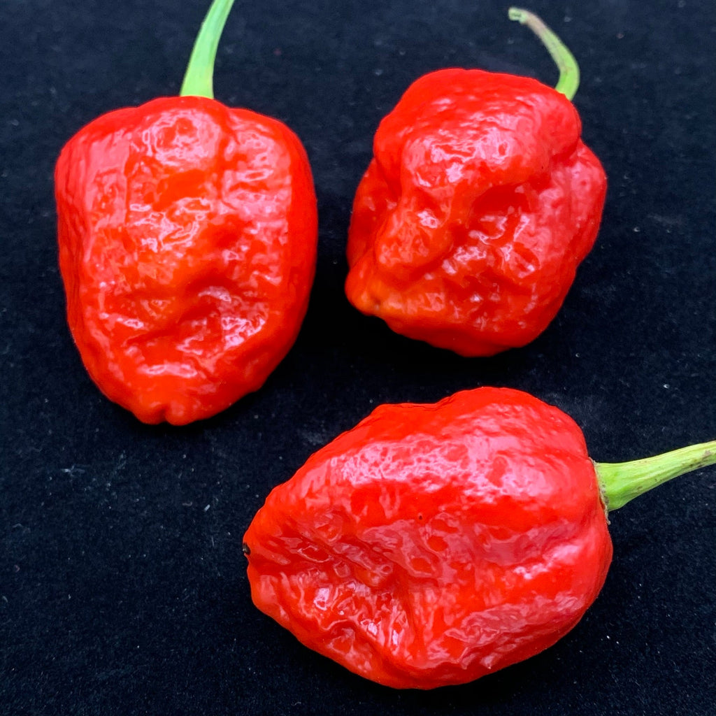 Jigsaw x Moruga - Seeds – Shortcake Farms "The Seed Vault"