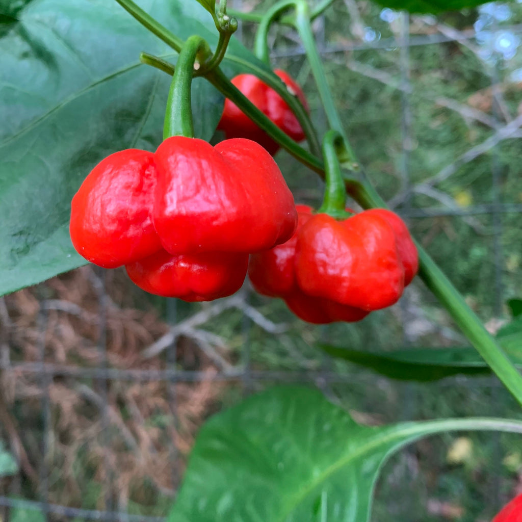 Scotch Bonnet MOA Red - Seeds – Shortcake Farms "The Seed Vault"