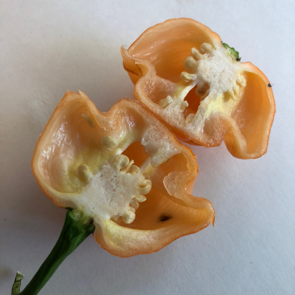 Bahamian Goat - Seeds – Shortcake Farms "The Seed Vault"