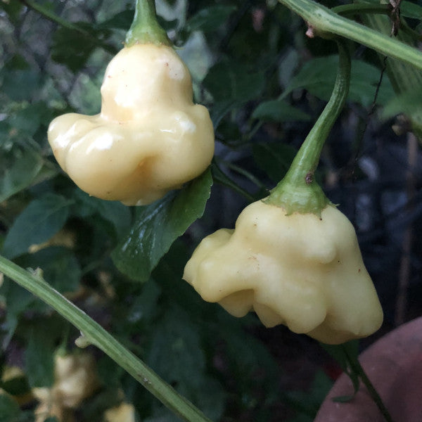 Aji White Fantasy - Seeds – Shortcake Farms "The Seed Vault"