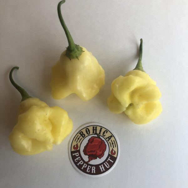 Aji White Fantasy - Seeds – Shortcake Farms "The Seed Vault"