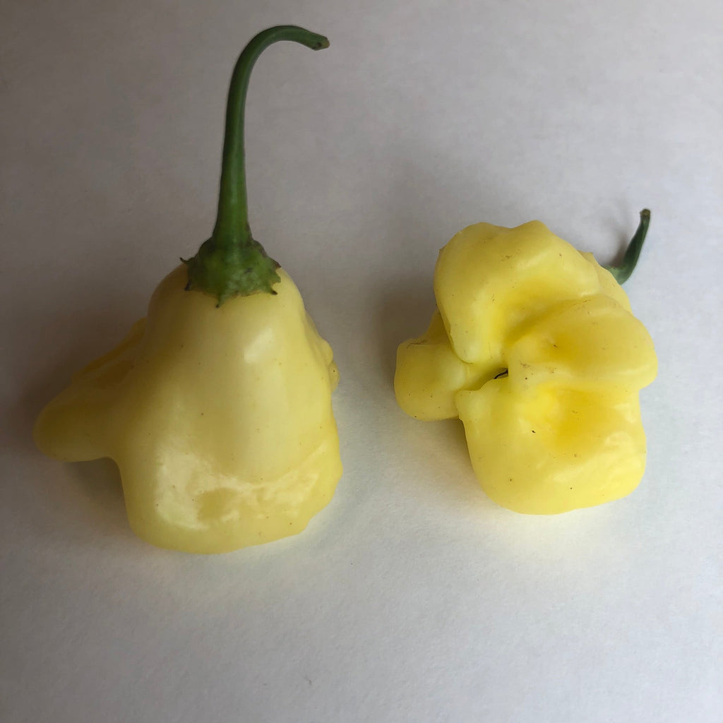 Aji White Fantasy - Seeds – Shortcake Farms "The Seed Vault"