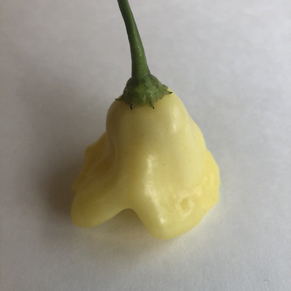 Aji White Fantasy - Seeds – Shortcake Farms "The Seed Vault"