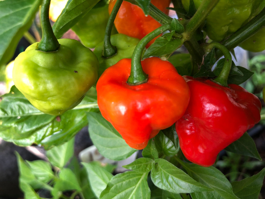 Aji - Pepper Seeds Combo Pack (7 Varieties) - Seeds – Shortcake Farms ...