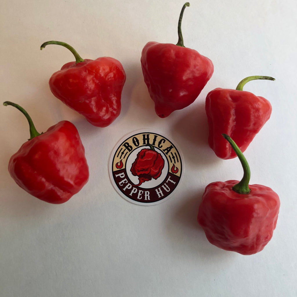 Aji Cachucha - Seeds – Shortcake Farms "The Seed Vault"