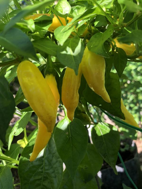Aji Lemon Drop - Seeds – Shortcake Farms "The Seed Vault"