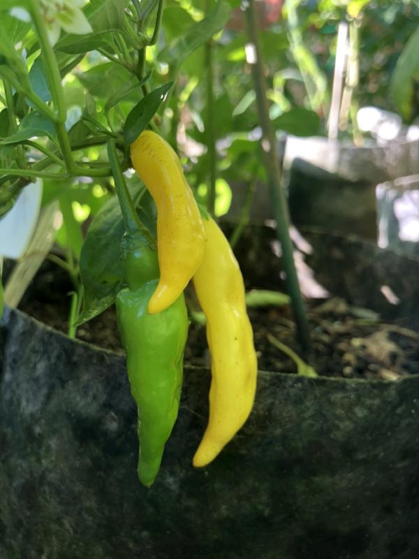 Aji Lemon Drop - Seeds – Shortcake Farms "The Seed Vault"