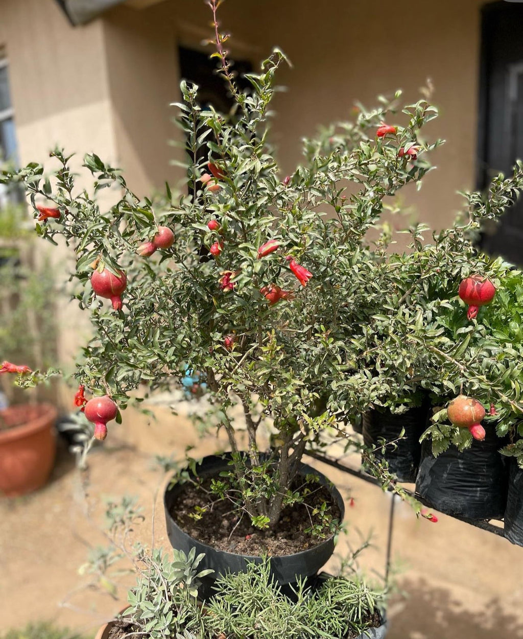Red Russian Dwarf Pomegranate Live Fruit Tree – Shortcake Farms