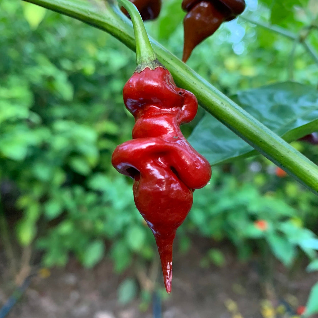 Best Sellers - Super Hot Pepper Seed Combo Pack (12 Varieties) - Seeds ...