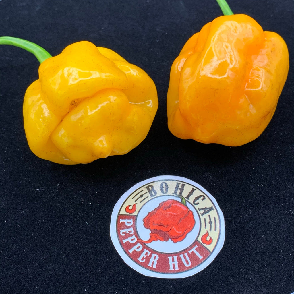 Orange Apocalypse - Seeds – Shortcake Farms "The Seed Vault"