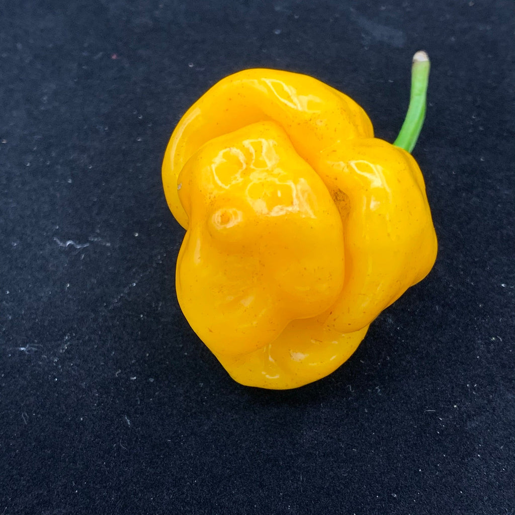 Orange Apocalypse - Seeds – Shortcake Farms "The Seed Vault"