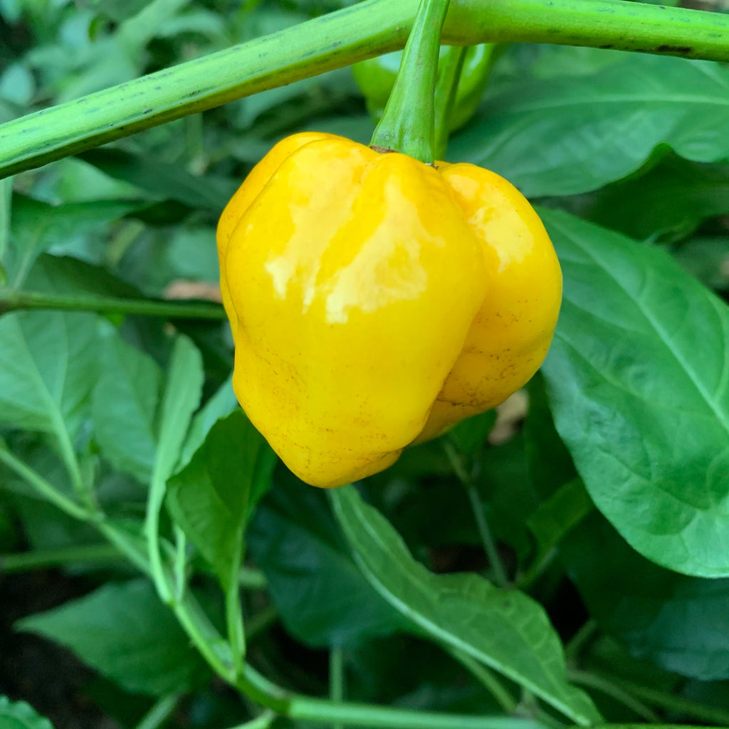 Orange Apocalypse - Seeds – Shortcake Farms "The Seed Vault"