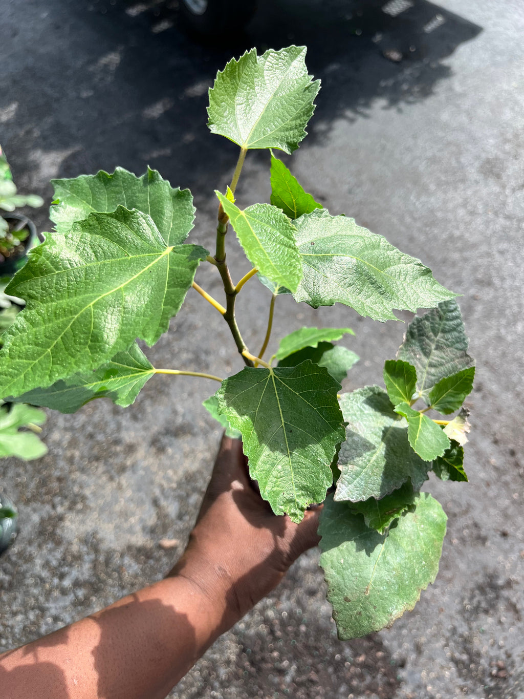 Patio Sized Hardy Fig Tree – Shortcake Farms