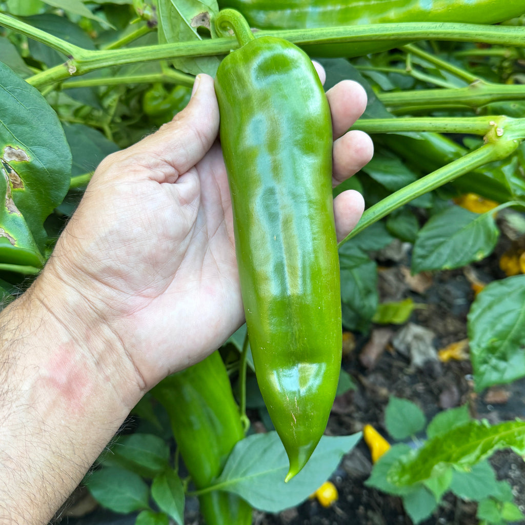 NuMex Big Jim - Seeds – Shortcake Farms "The Seed Vault"