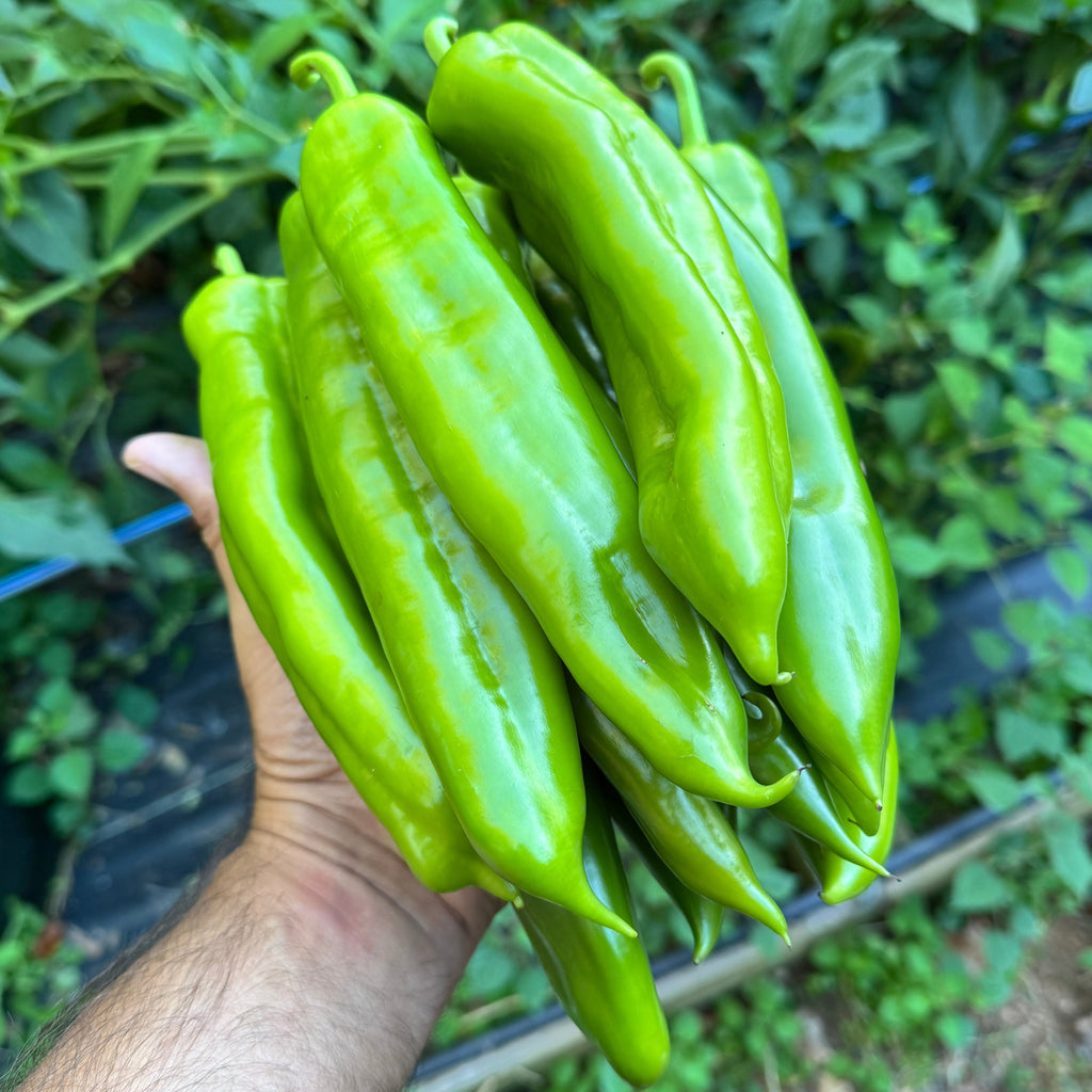 NuMex Big Jim - Seeds – Shortcake Farms "The Seed Vault"