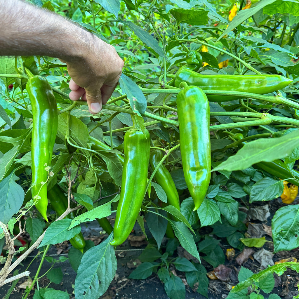 NuMex Big Jim - Seeds – Shortcake Farms "The Seed Vault"