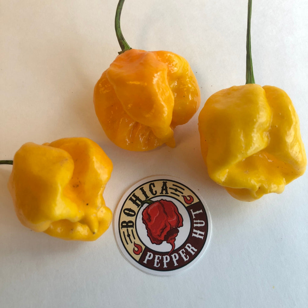 Yellow Reaper - Seeds – Shortcake Farms "The Seed Vault"