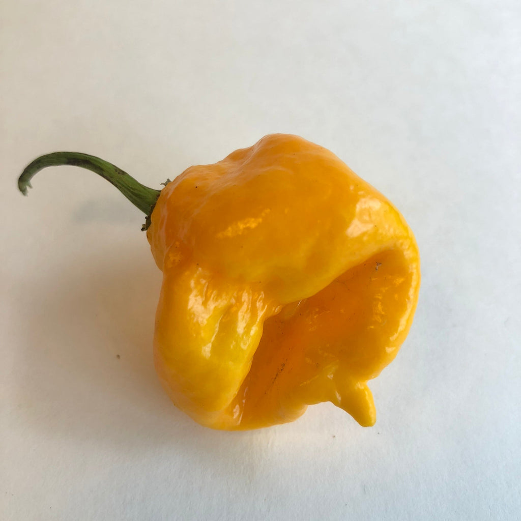 Yellow Reaper - Seeds – Shortcake Farms "The Seed Vault"