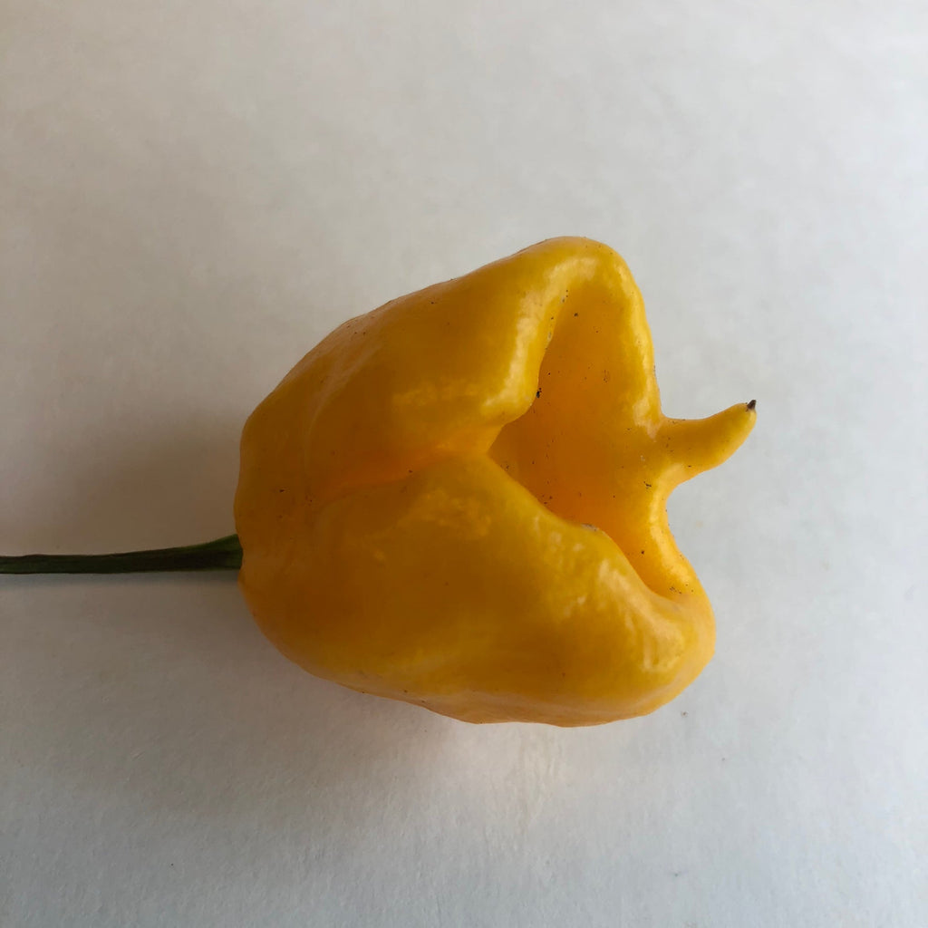 Yellow Reaper - Seeds – Shortcake Farms "The Seed Vault"