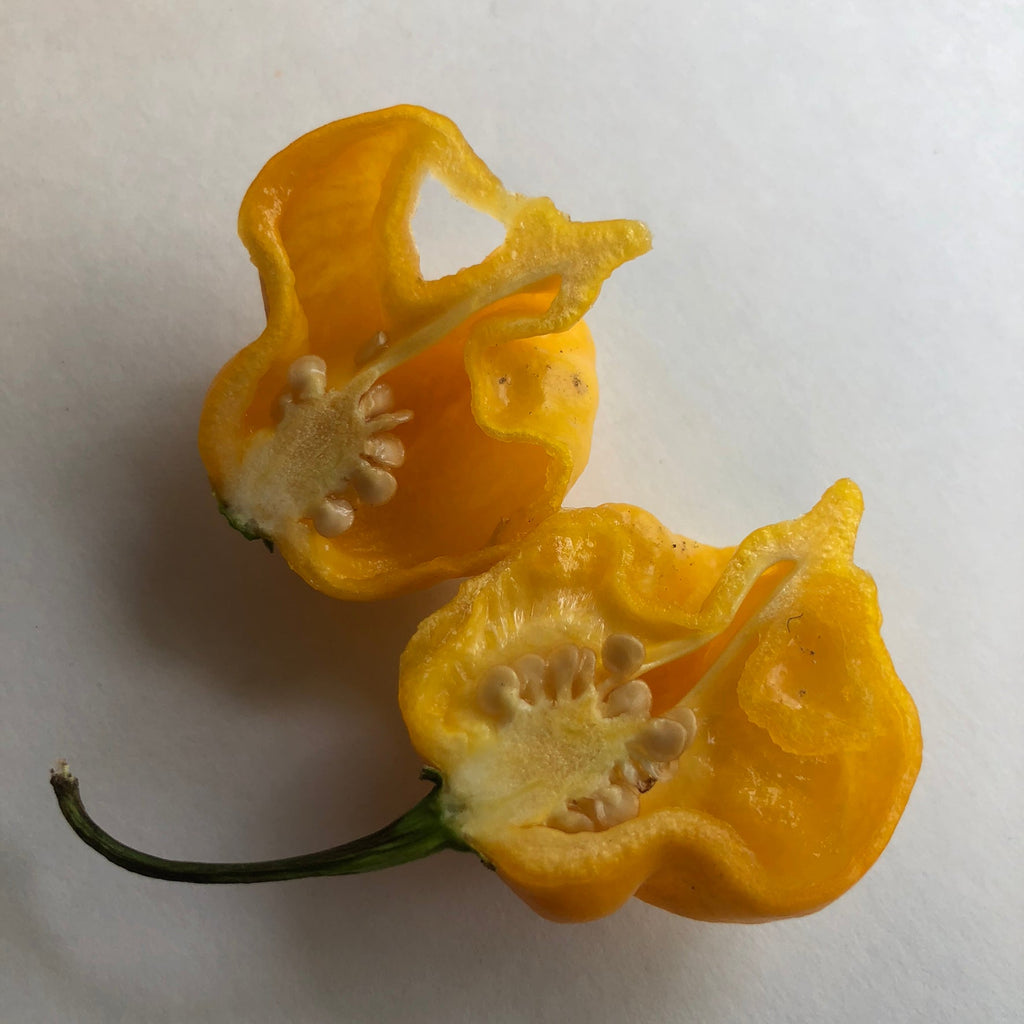 Yellow Reaper - Seeds – Shortcake Farms "The Seed Vault"