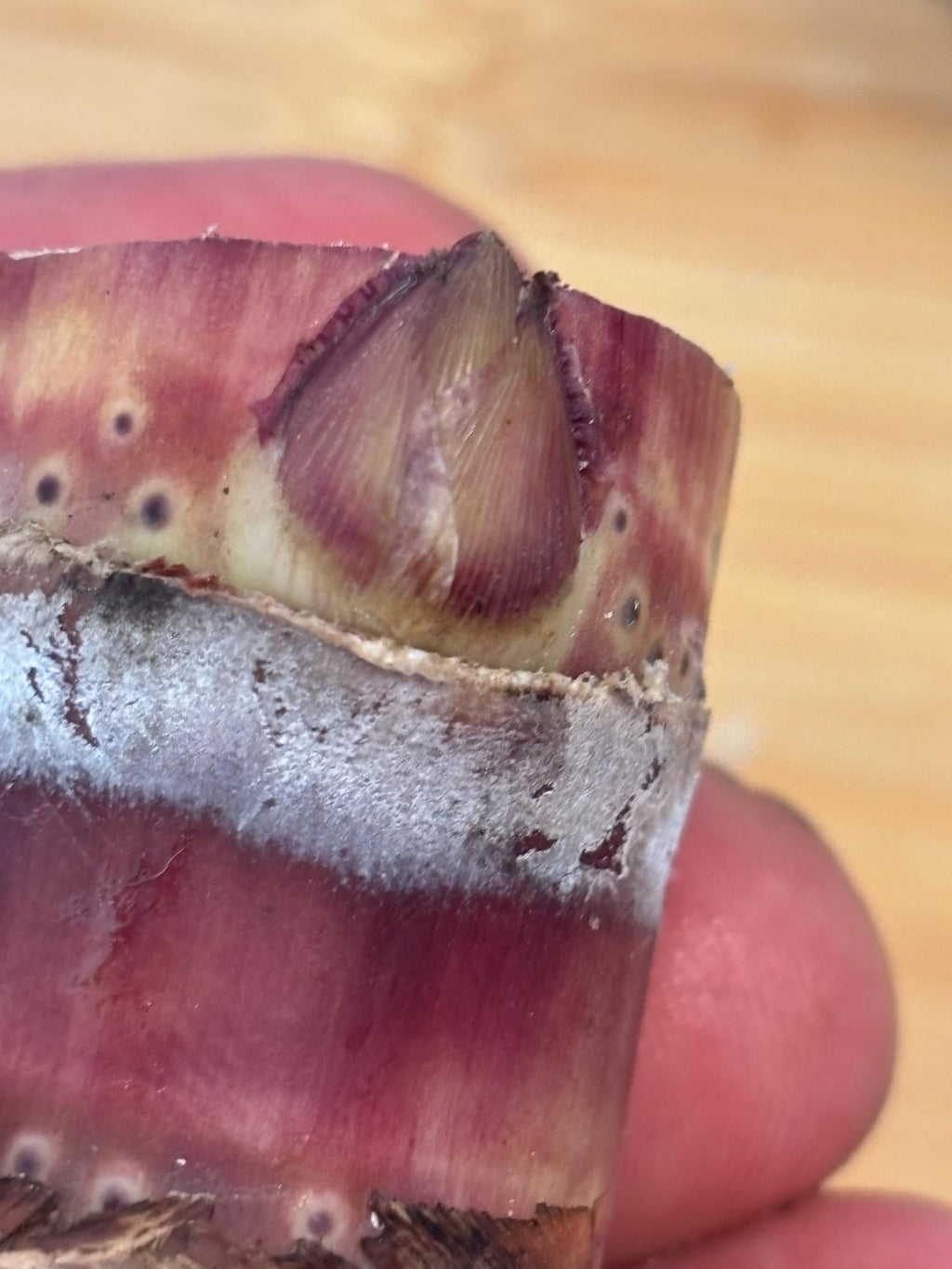 PREORDER Rooted Sugar Cane Nodes for Planting – Shortcake Farms