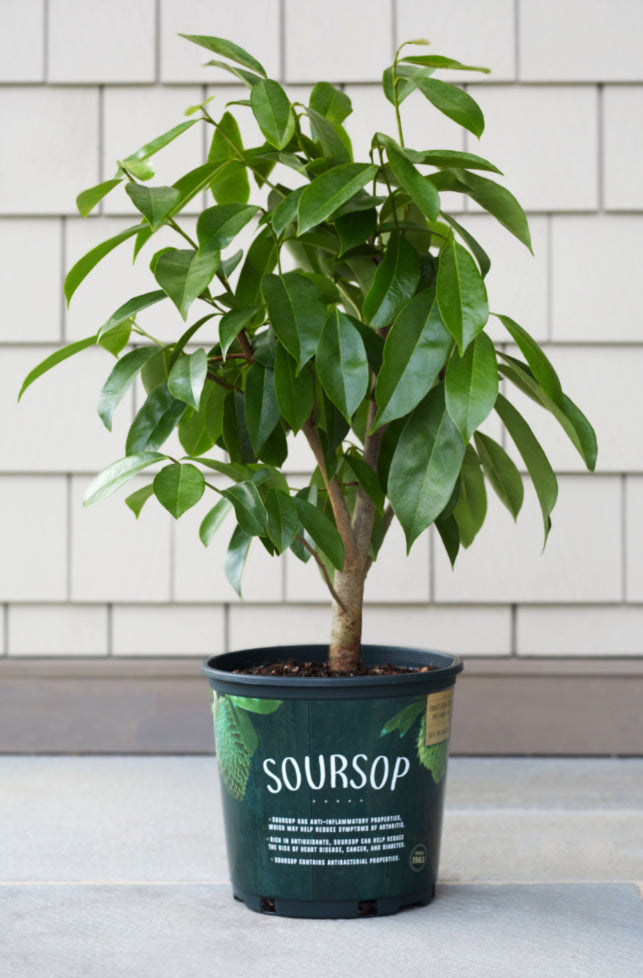 Soursop Tree 2.25 Gallon – Shortcake Farms