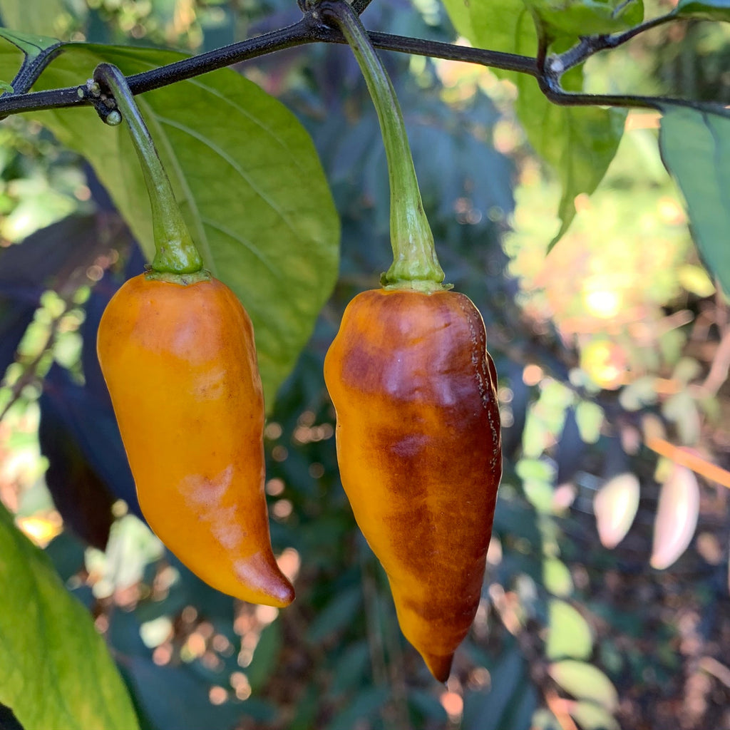 Pimenta Black Bhut - Seeds – Shortcake Farms "The Seed Vault"