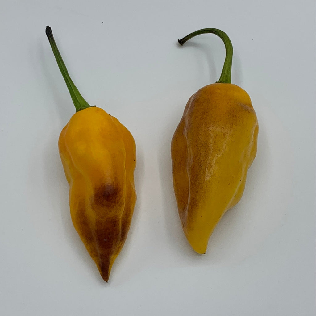 Pimenta Black Bhut - Seeds – Shortcake Farms "The Seed Vault"