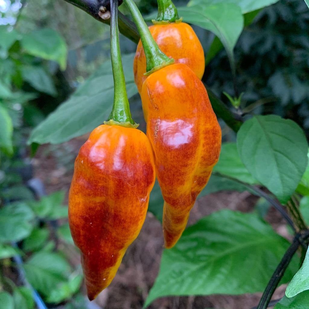 Pimenta Black Bhut - Seeds – Shortcake Farms "The Seed Vault"