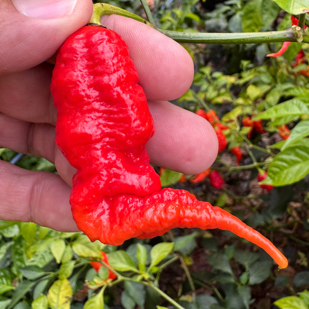 Faddas Poison Tail Red - Seeds – Shortcake Farms "The Seed Vault"