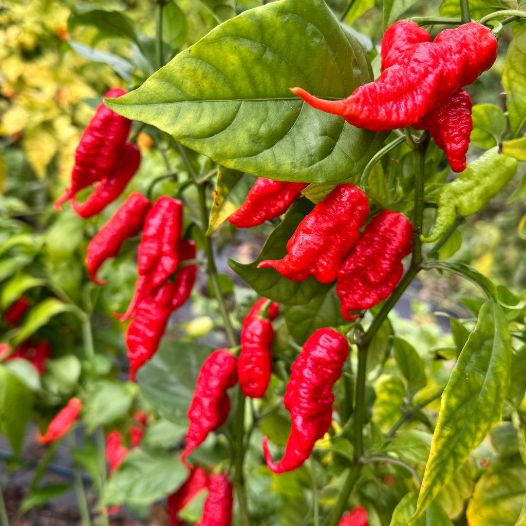 Faddas Poison Tail Red - Seeds – Shortcake Farms "The Seed Vault"