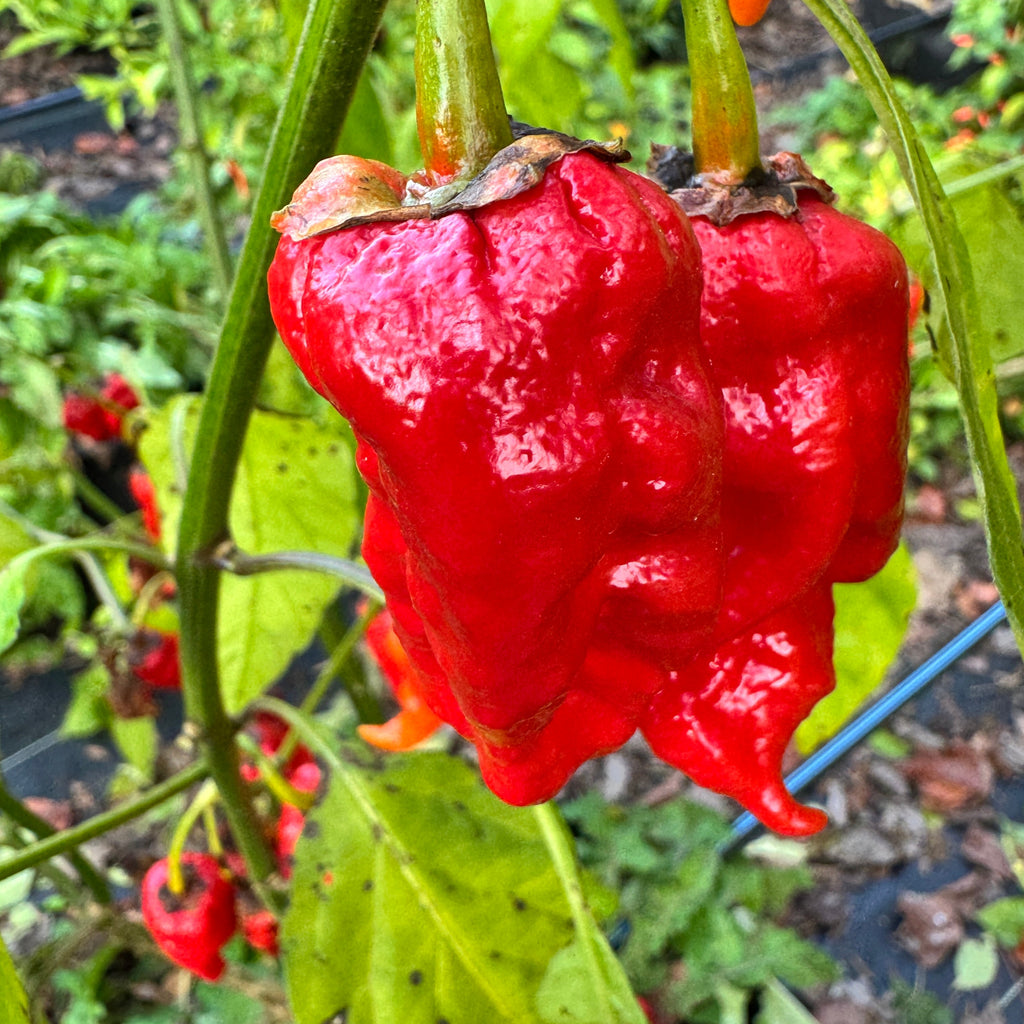 Frankenstein BBG7 Red - Seeds – Shortcake Farms "The Seed Vault"