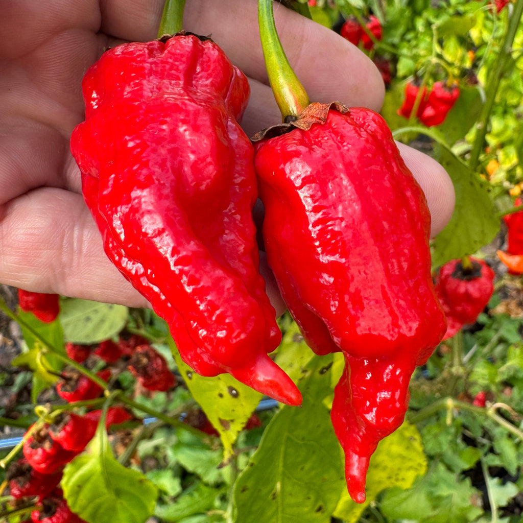 Frankenstein BBG7 Red - Seeds – Shortcake Farms "The Seed Vault"