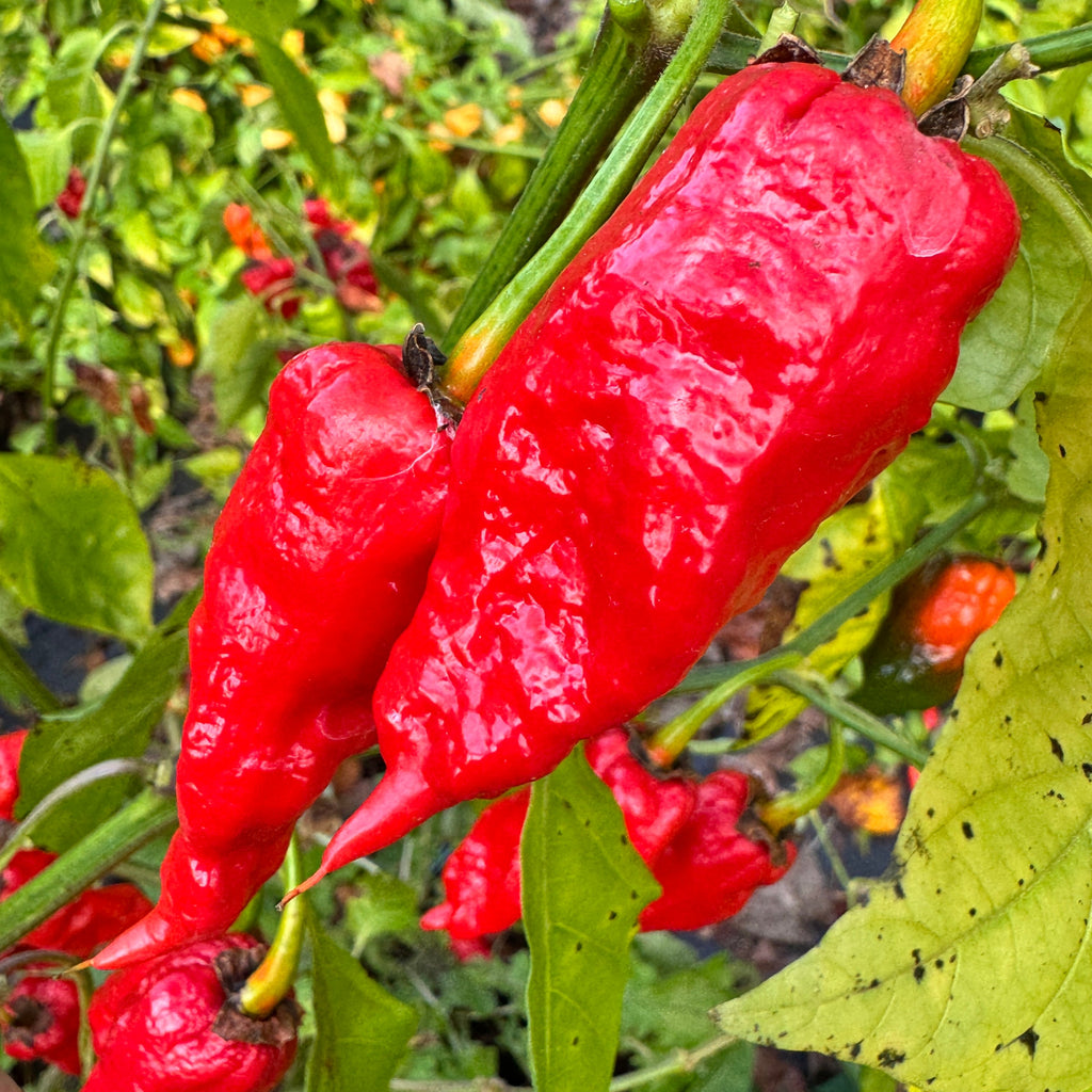 Frankenstein BBG7 Red - Seeds – Shortcake Farms "The Seed Vault"