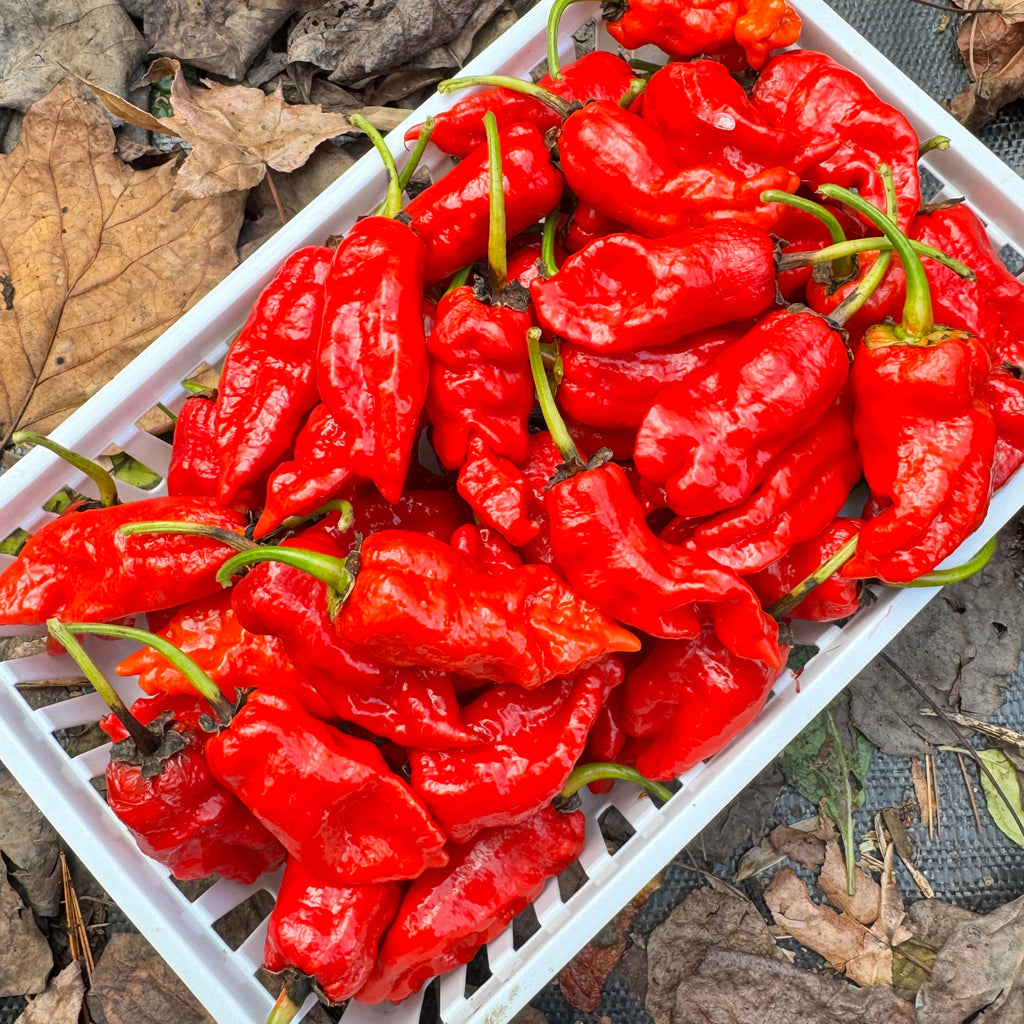 Frankenstein BBG7 Red - Seeds – Shortcake Farms